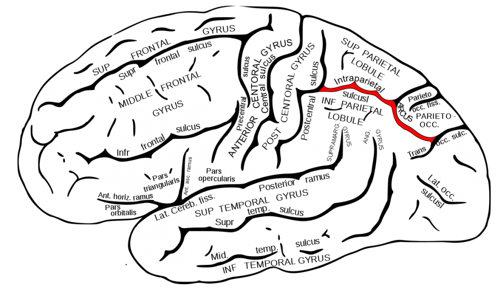 surco intraparietal - Blog de Juan José Millán